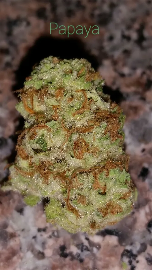 Papaya Strain