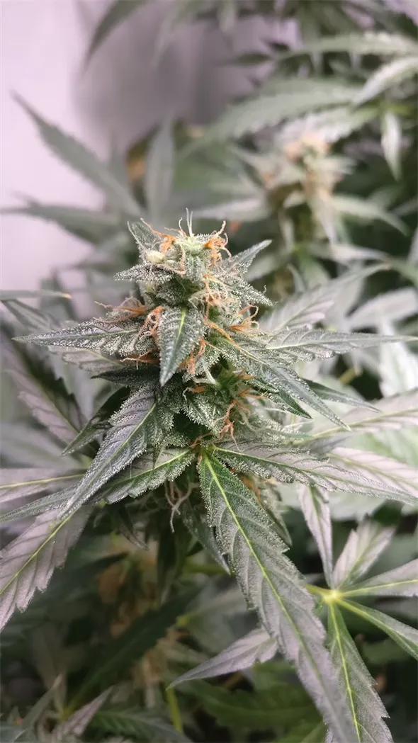 Skunk 1 - Iced Out Genetics