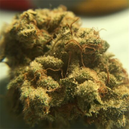 Casey Jones Strain