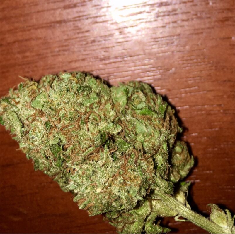 Exodus Cheese Strain