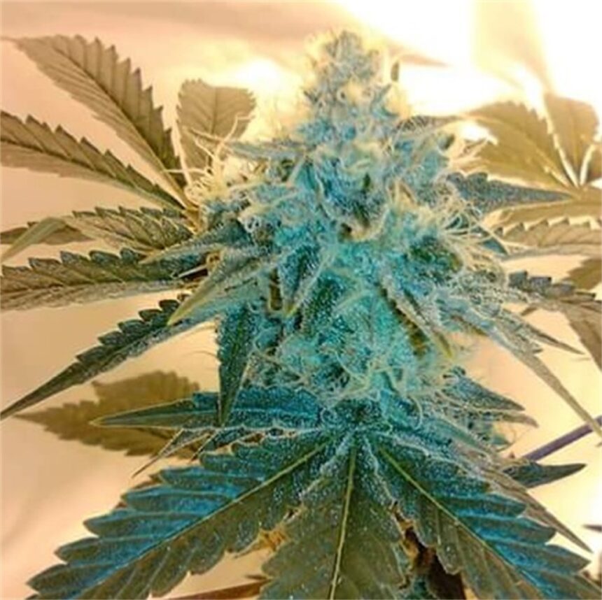 Exodus Cheese Strain