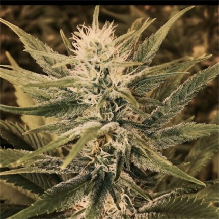 Pure Power Plant Strain