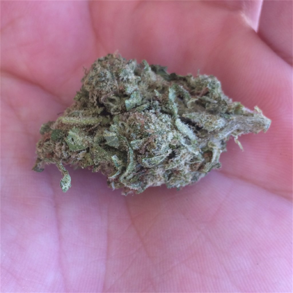 Stardawg Guava Strain Stardawg Guava Strain