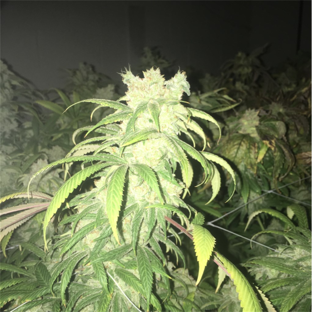 Sunshine Daydream Strain