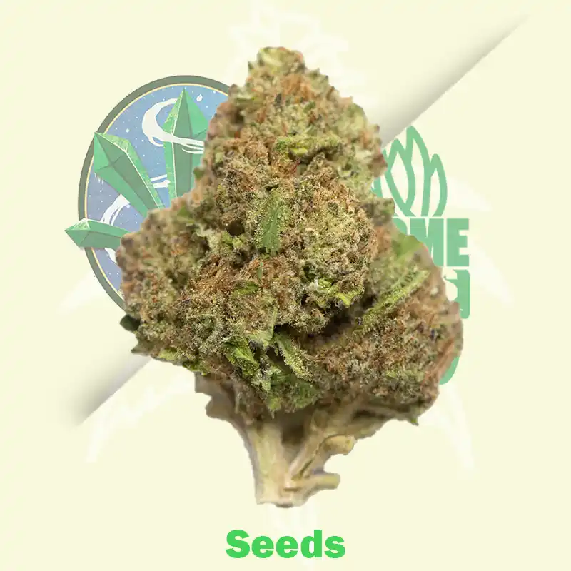 Black Berry Og Feminized Seeds - Iced Out Genetics
