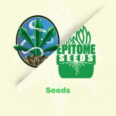 Blue Medi Kush By Spliff Seeds - Iced Out Genetics