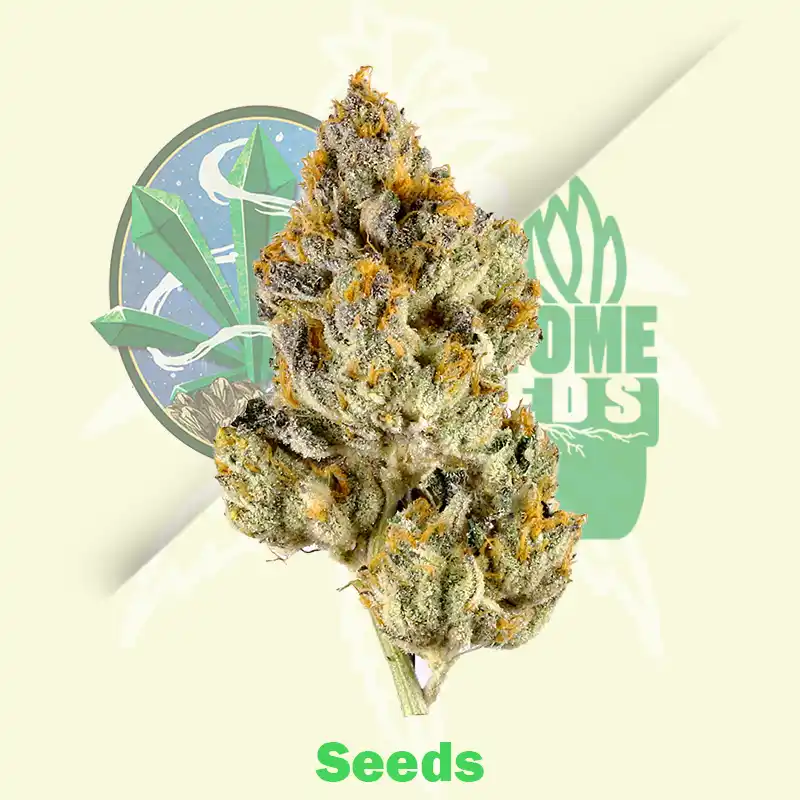 Skunk - Iced Out Genetics