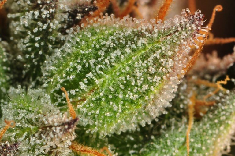 Cannabis Kief Explained: What It Is, Potency, Safety, And Key Facts