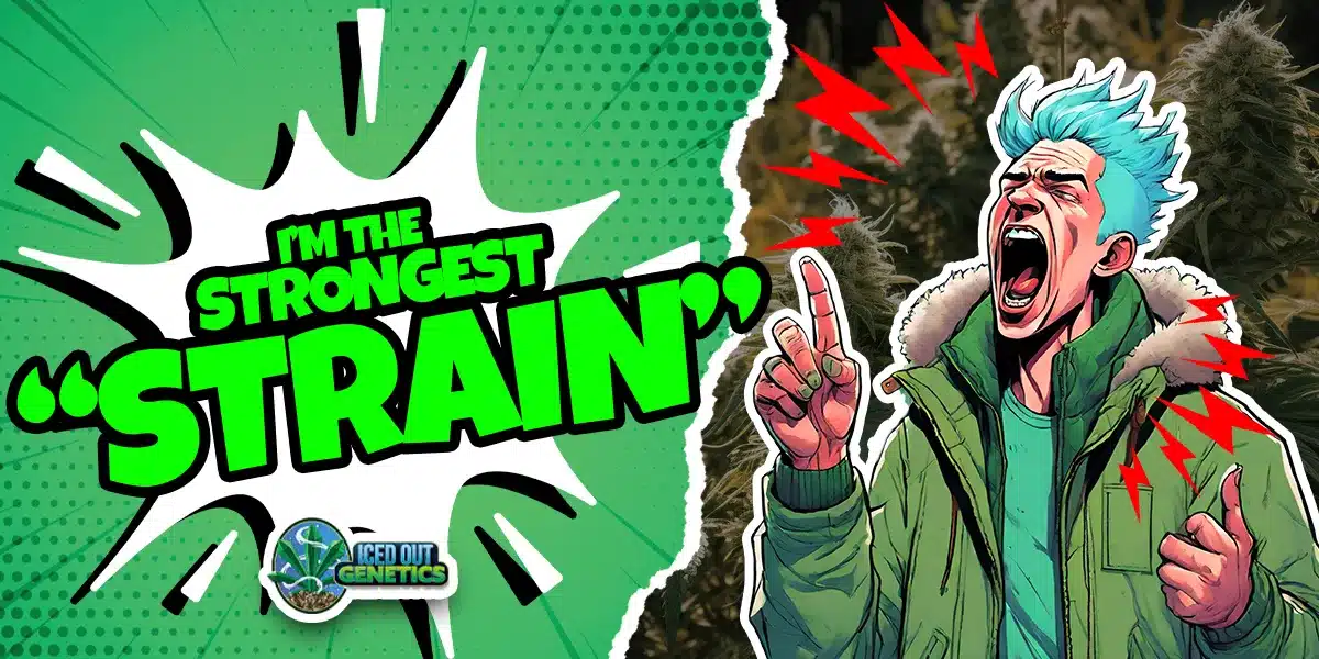 Strongest Marijuana 2024: Ranking Cannabis Strains Based On Shocking THC