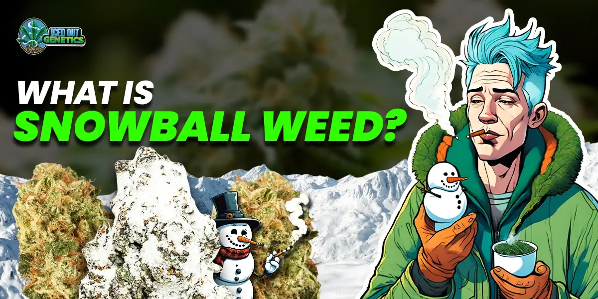 What Is Snowball Weed Strain 2025 Information