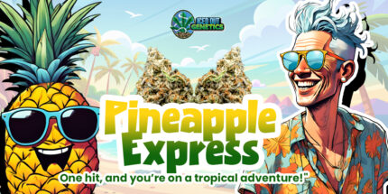 Pineapple Express: The Legendary Strain That Hits Like A Train! 2025