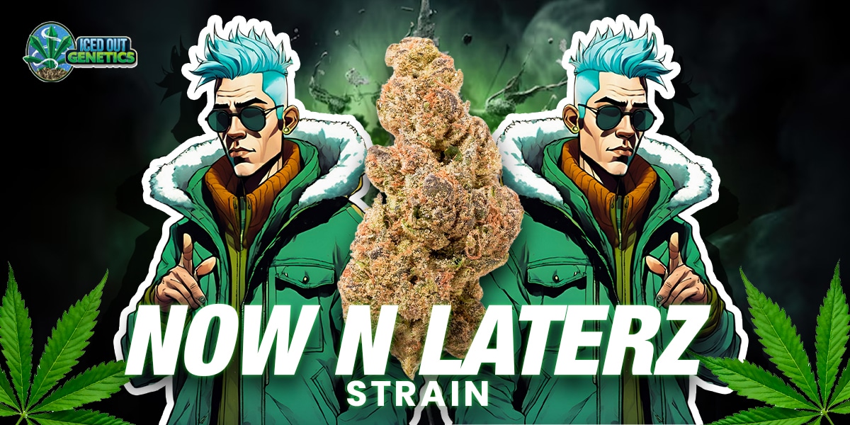 Iced Out Genetics - Marijuana Free Shipping Nationwide