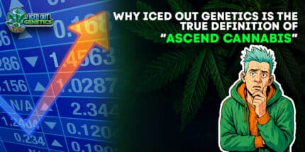Iced Out Genetics - Marijuana Free Shipping Nationwide